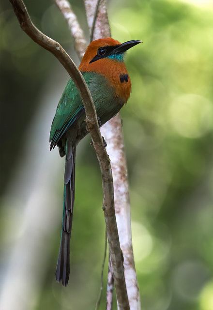 udu-de-bico-largo (Electron platyrhynchum) | WikiAves - A Enciclopédia ...