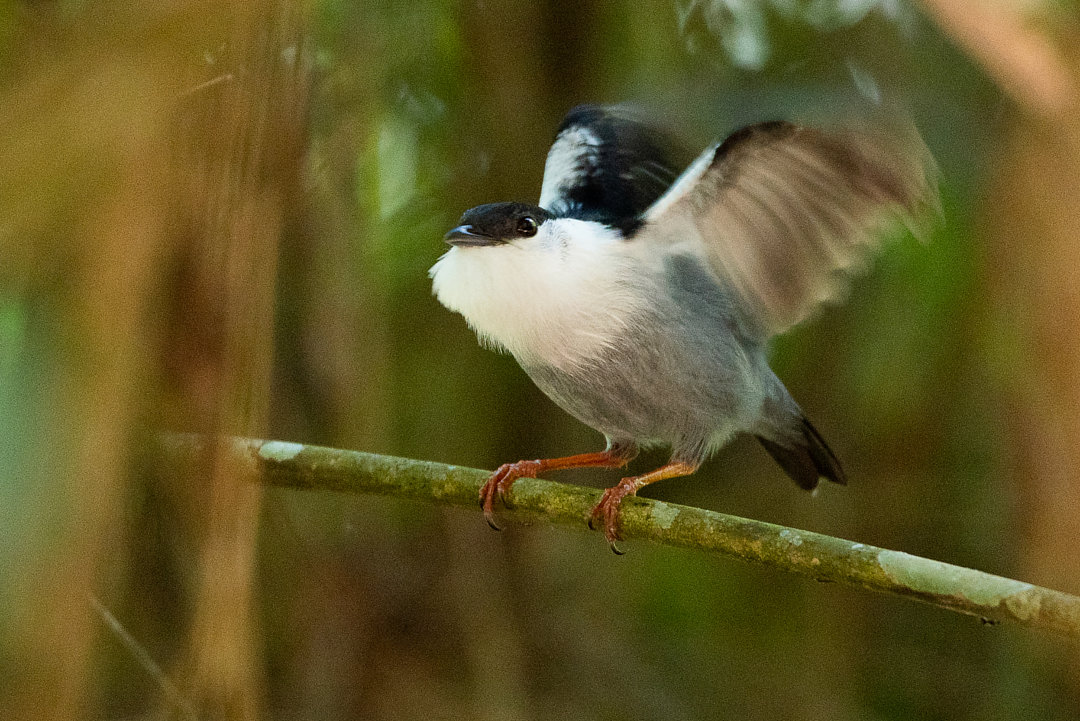 Foto rendeira (Manacus manacus) Por Antonio Gutierrez | Wiki Aves - A ...