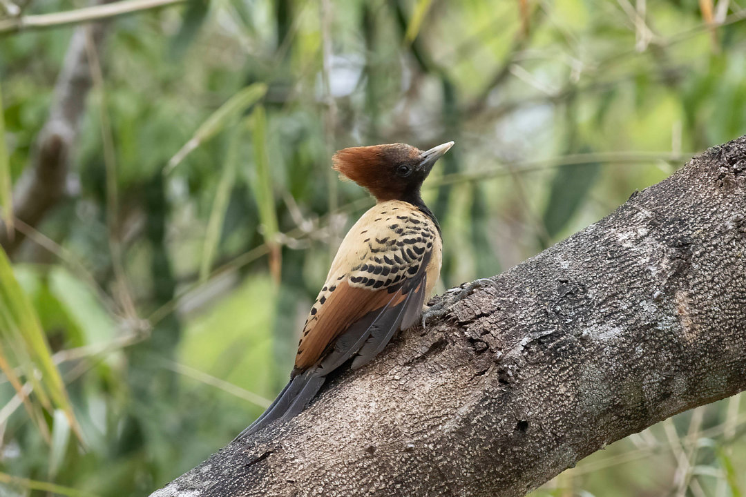 Foto pica-pau-da-taboca (Celeus obrieni) Por Luigi Seronni | Wiki Aves ...
