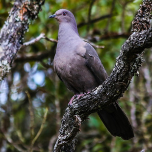 pomba-amargosa (Patagioenas plumbea) | WikiAves - A Enciclopédia das ...