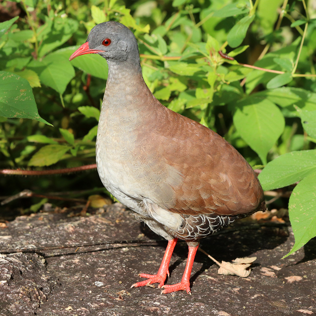 Foto inhambu-chororó (Crypturellus parvirostris) Por Alenilson ...