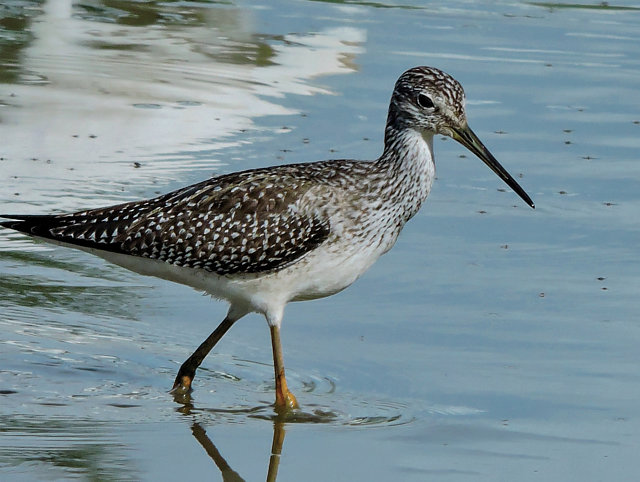 Foto maçarico-grande-de-perna-amarela (Tringa melanoleuca) Por André ...