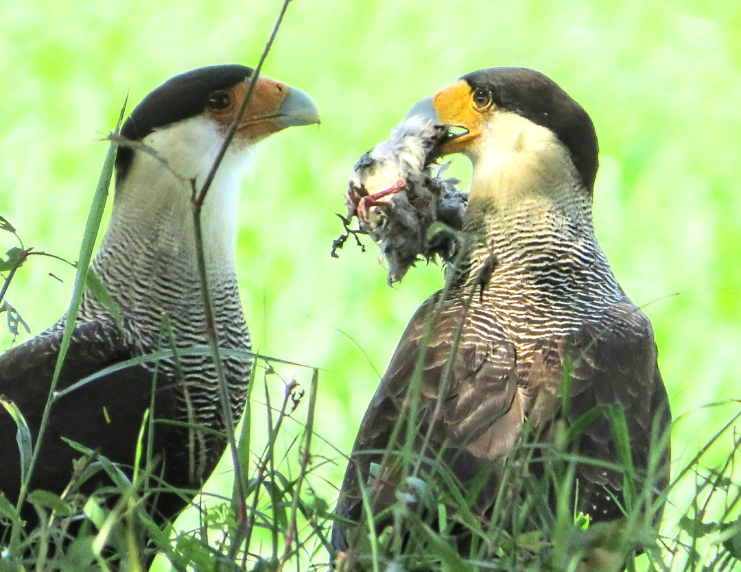 Foto carcará (Caracara plancus) Por Roberto Gomes | Wiki Aves - A ...