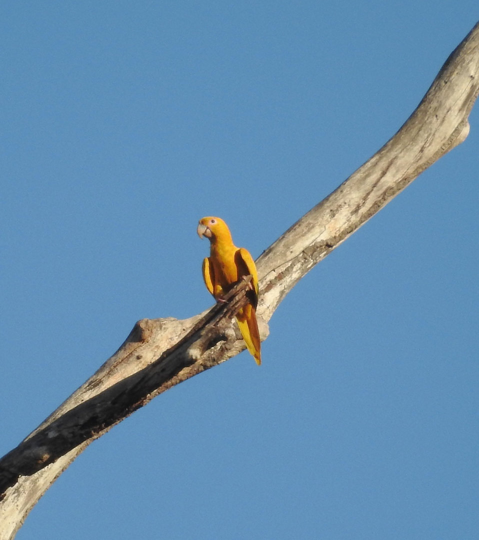Foto ararajuba (Guaruba guarouba) Por Pablo Reis. | Wiki Aves - A ...