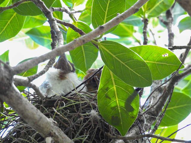 Foto cardeal (Paroaria coronata) Por Rafael Juchem | Wiki Aves - A ...