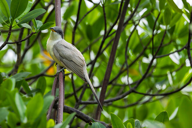 Foto papa-lagarta-do-mangue (Coccyzus minor) Por Thelma Gatuzzo | Wiki ...