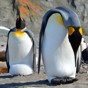 Spheniscidae | WikiAves - A Enciclopédia das Aves do Brasil