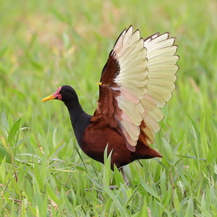 Jacanidae | WikiAves - A Enciclopédia das Aves do Brasil