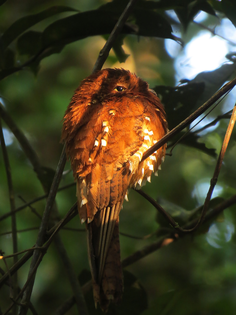 Foto urutau-ferrugem (Phyllaemulor bracteatus) Por Tomaz Melo | Wiki ...