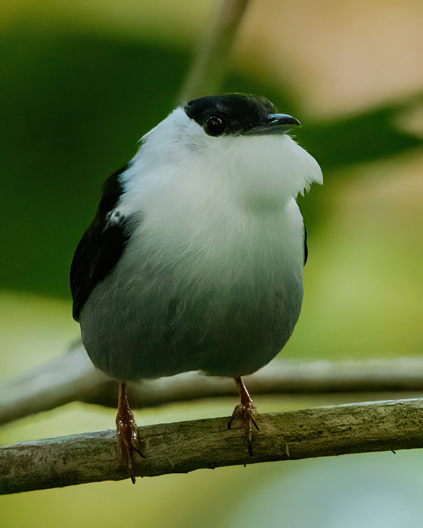 Foto rendeira (Manacus manacus) Por Silvio C. Neto | Wiki Aves - A ...