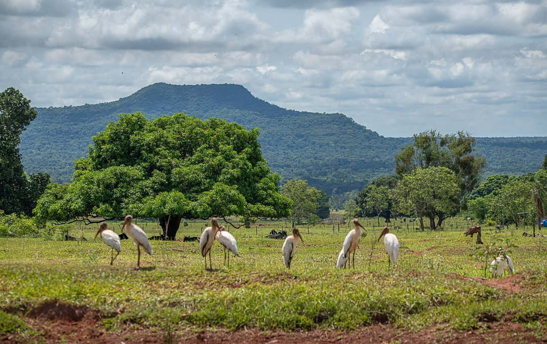 Foto cabeça-seca (Mycteria americana) Por José Pireni | Wiki Aves - A ...