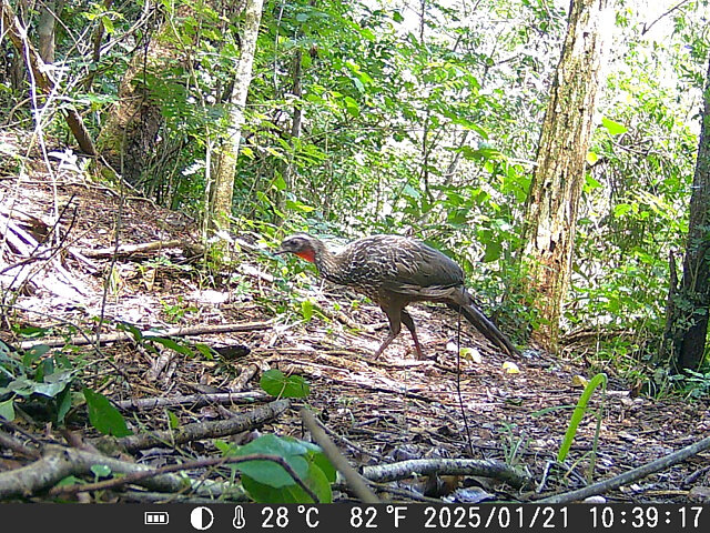 Foto jacucaca (Penelope jacucaca) Por Adelton Nascimento | Wiki Aves ...
