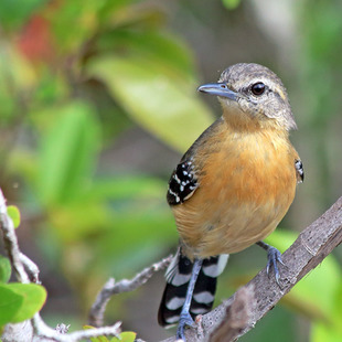 papa-formiga-pardo (Formicivora grisea) | WikiAves - A Enciclopédia das ...