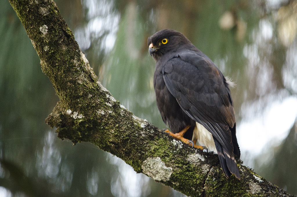 Foto gavião-de-sobre-branco (Parabuteo leucorrhous) Por Luiz Kagiyama ...
