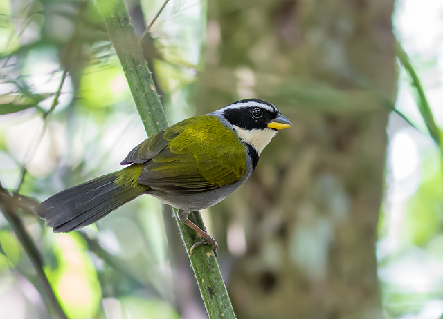 Foto tico-tico-do-mato (Arremon semitorquatus) Por Daniel Mello | Wiki ...