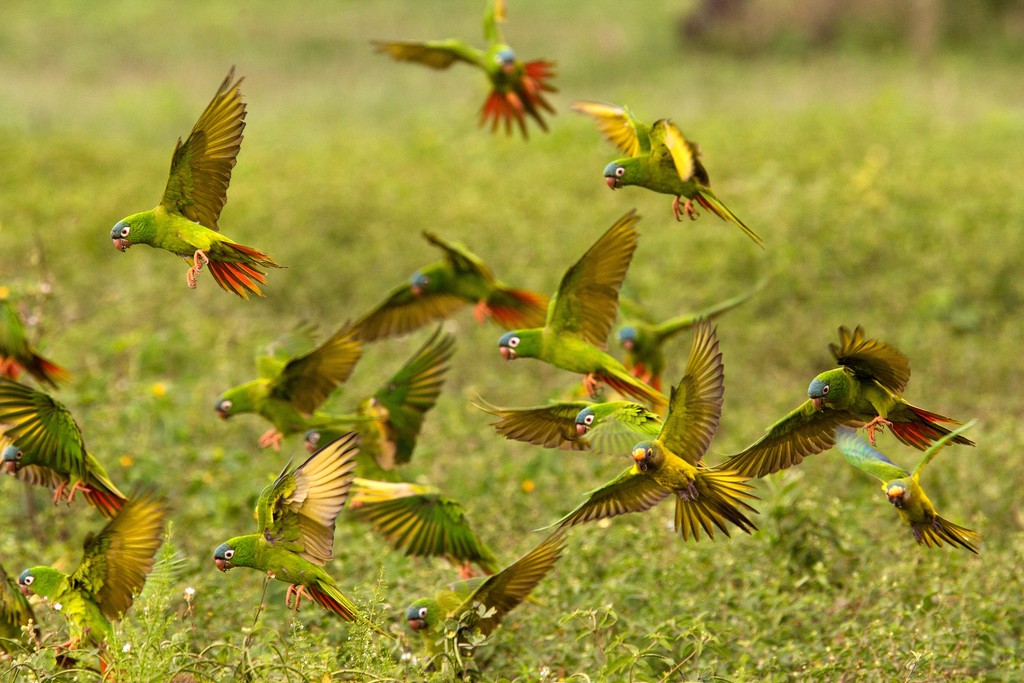 Foto aratinga-de-testa-azul (Thectocercus acuticaudatus) Por João ...