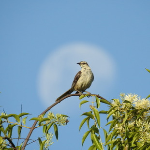 sabiá-do-campo (Mimus saturninus) | WikiAves - A Enciclopédia das Aves ...