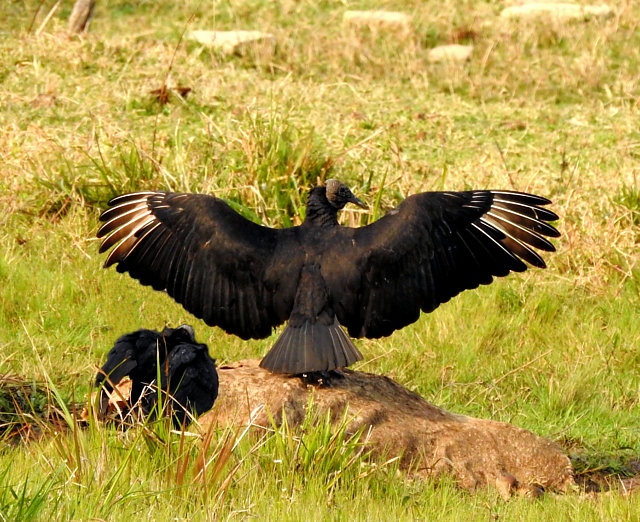 Foto urubu-preto (Coragyps atratus) Por Daniel Brazil | Wiki Aves - A Enciclopédia das Aves do ...
