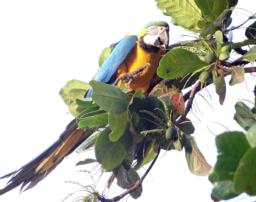 Foto arara-canindé (Ara ararauna) Por Walter Garcia Jr. | Wiki Aves - A ...