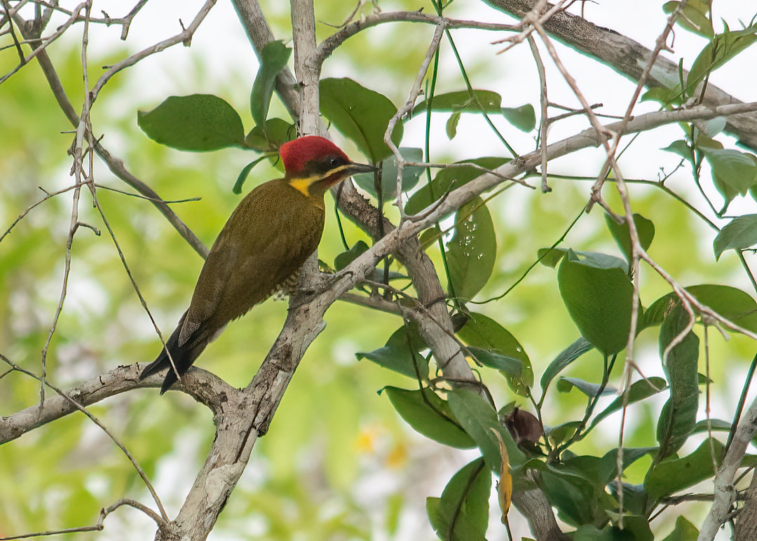 Foto pica-pau-dourado-escuro (Piculus chrysochloros) Por Adrian Rupp | Wiki Aves - A ...