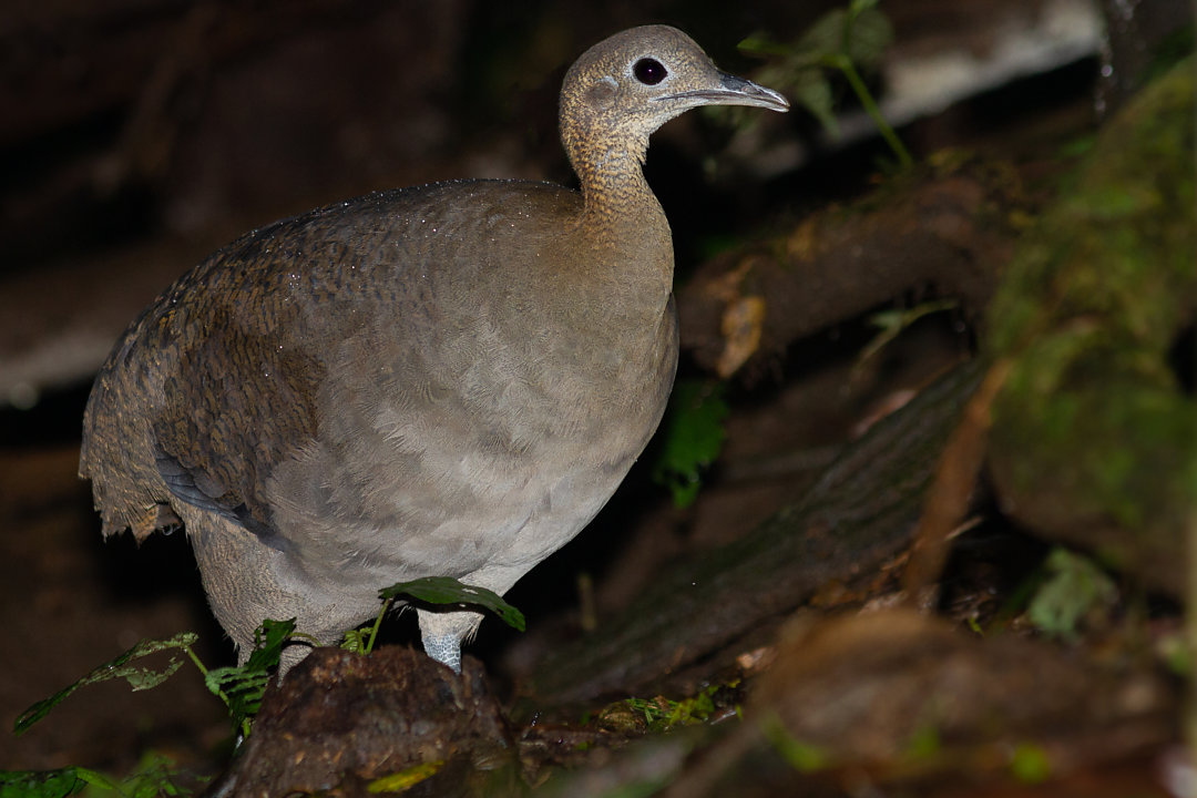 Foto macuco (Tinamus solitarius) Por Clécio Gomides | Wiki Aves - A ...