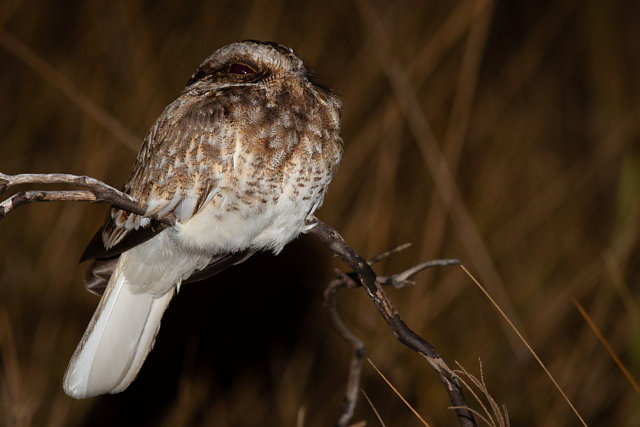 Foto bacurau-de-rabo-branco (Hydropsalis candicans) Por Clécio Gomides ...