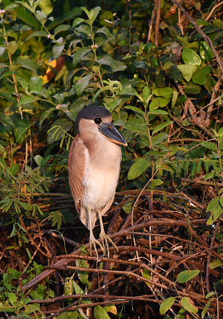 Foto arapapá (Cochlearius cochlearius) Por Francisco Paludo | Wiki Aves ...