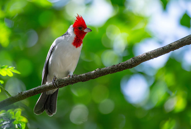 Foto cardeal (Paroaria coronata) Por Luciano Bernardes | Wiki Aves - A ...