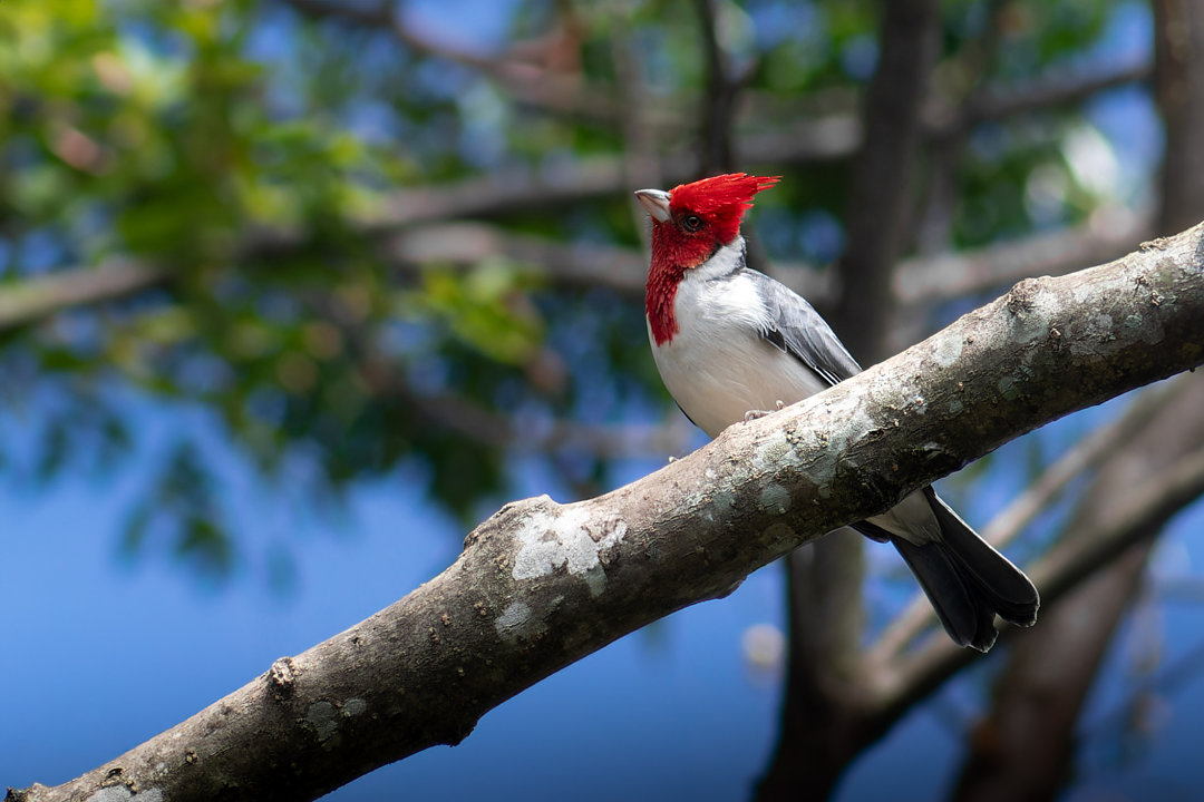 Foto cardeal (Paroaria coronata) Por Enéas G. Junior | Wiki Aves - A ...