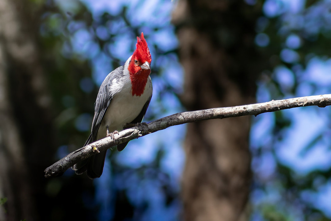 Foto cardeal (Paroaria coronata) Por Enéas G. Junior | Wiki Aves - A ...