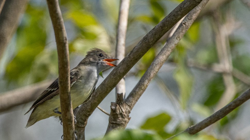 Foto Por José Pireni | Wiki Aves - A Enciclopédia das Aves do Brasil