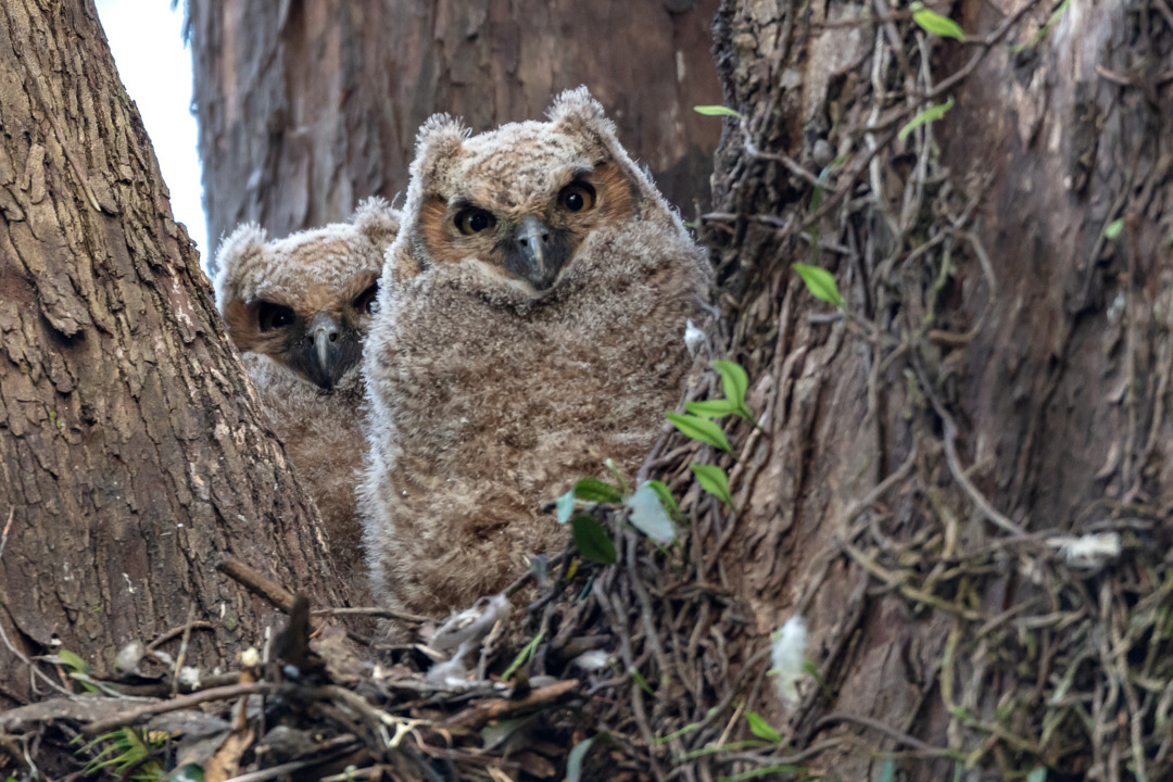 Foto jacurutu (Bubo virginianus) Por Paulo Fernando Bertagnolli | Wiki ...