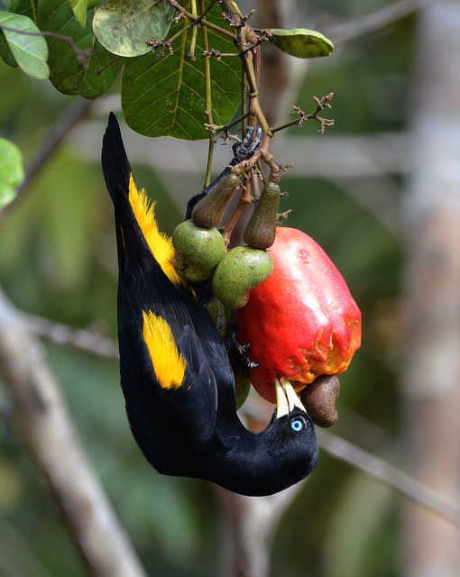 Foto xexéu (Cacicus cela) Por Robson Czaban | Wiki Aves - A ...