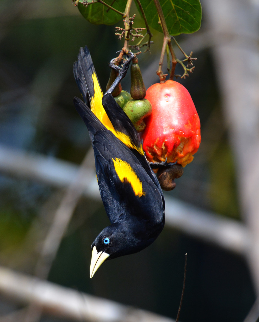Foto xexéu (Cacicus cela) Por Robson Czaban | Wiki Aves - A ...