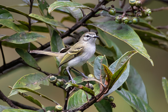 Foto cara-pintada (Phylloscartes ceciliae) Por Cláudio Dias Timm | Wiki ...