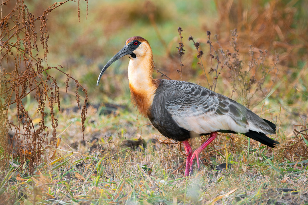 Foto curicaca (Theristicus caudatus) Por Ernani Knupfer | Wiki Aves - A ...
