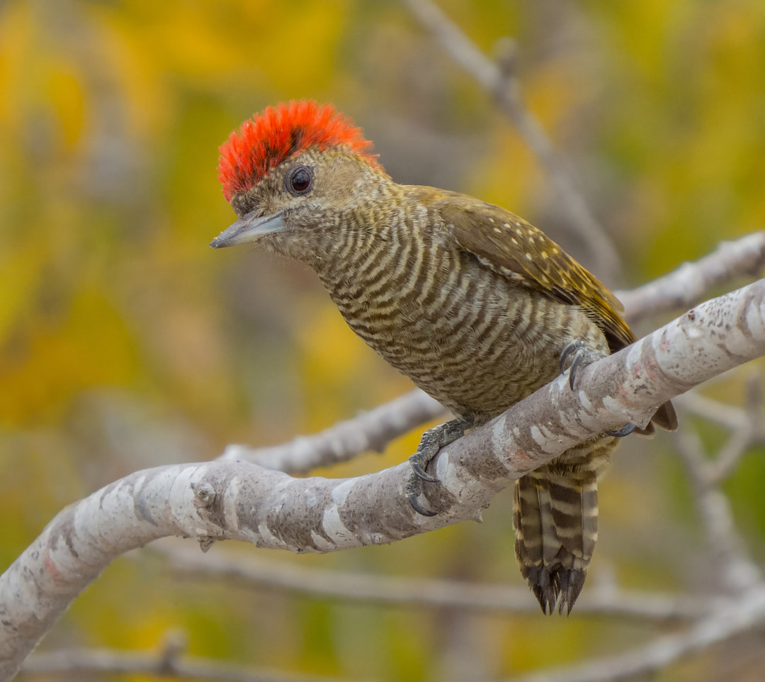 Foto pica-pau-pequeno (Veniliornis passerinus) Por Breno Farias | Wiki ...