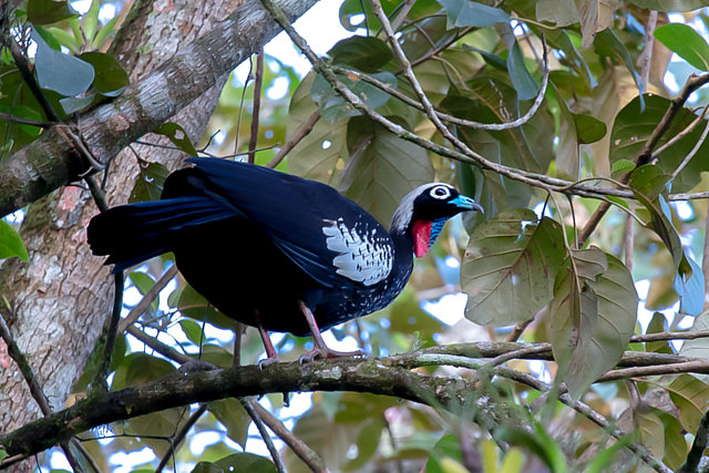 Foto jacutinga (Aburria jacutinga) Por Adriano Gonçalves 2 | Wiki Aves ...