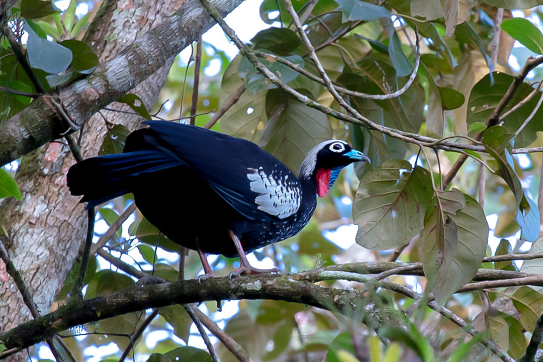 Foto jacutinga (Aburria jacutinga) Por Adriano Gonçalves 2 | Wiki Aves ...