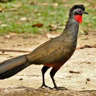 Galliformes | WikiAves - A Enciclopédia das Aves do Brasil