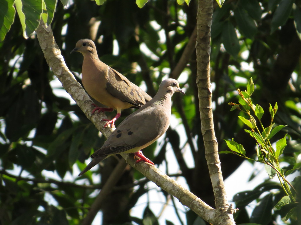 Foto avoante (Zenaida auriculata) Por João de Almeida Prado | Wiki Aves ...