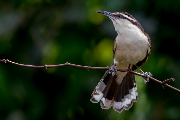 Foto garrincha-dos-lhanos (Campylorhynchus griseus) Por Jorge D. Pavani ...