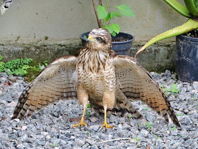 Foto gavião-carijó (Rupornis magnirostris) Por Valmir Luciano ...