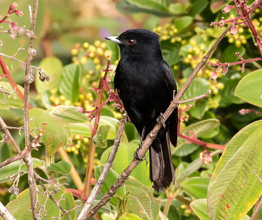 Foto maria-preta-de-garganta-vermelha (Knipolegus nigerrimus) Por ...