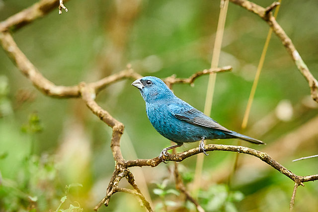 Foto azulinho (Cyanoloxia glaucocaerulea) Por Rudimar Griesang | Wiki ...
