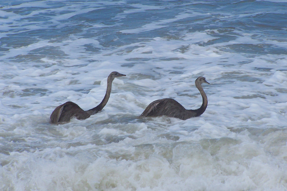 Foto ema (Rhea americana) Por Martin Abreu | Wiki Aves - A Enciclopédia ...