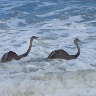 Rheidae | WikiAves - A Enciclopédia das Aves do Brasil