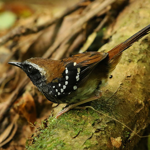 papa-formiga-de-grota (Myrmoderus squamosus) | WikiAves - A ...