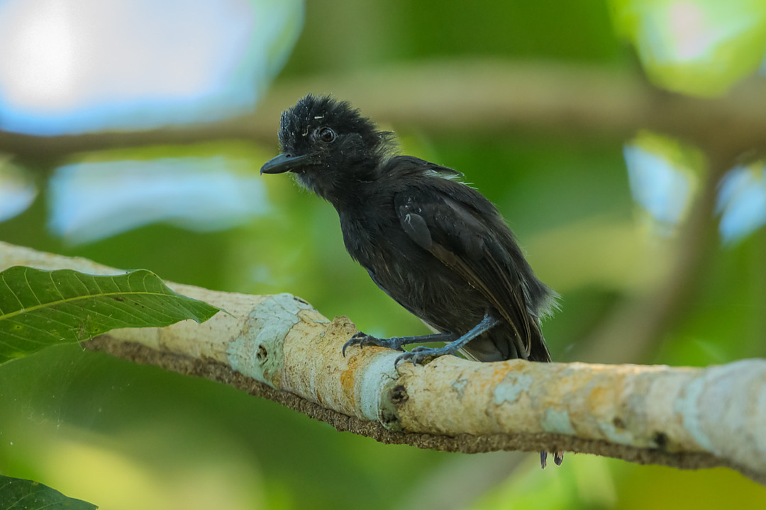 Foto choca-selada (Thamnophilus cryptoleucus) Por Marcos Amend | Wiki ...