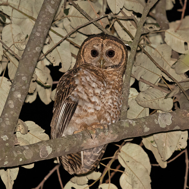 Foto coruja-listrada (Strix hylophila) Por Marcelo Figueiroa | Wiki ...